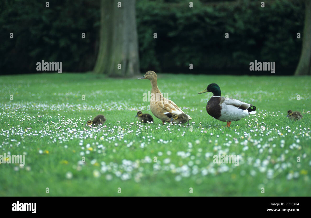 Mallard ducklings, Bruges, Belgium Stock Photo - Alamy