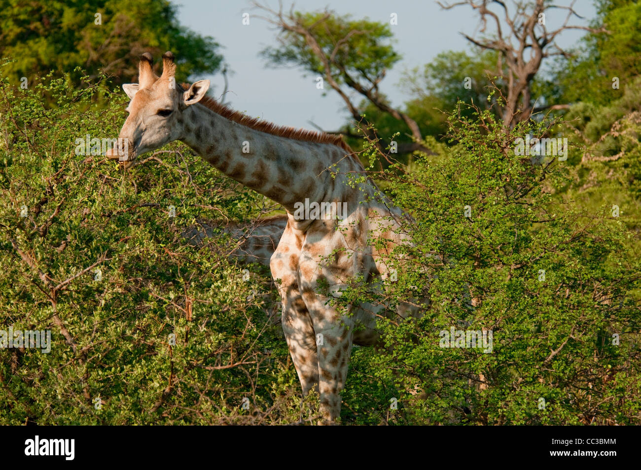 Africa Botswana Tuba Tree-Close up of Giraffe in bushes (Giraffa ...
