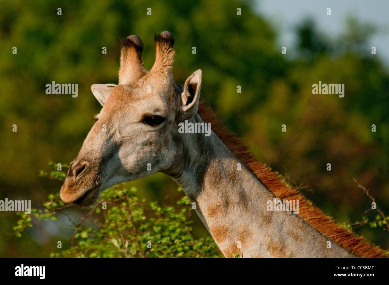 Africa Botswana Tuba Tree-Head shot of Giraffe (Giraffa camelopardalis ...