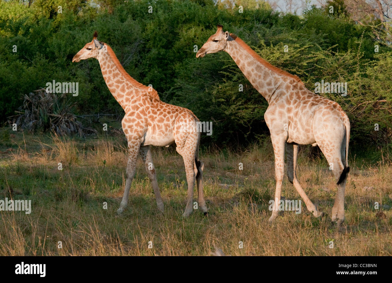 Africa Botswana Tuba Tree-Two South African Giraffes walking (Giraffa ...