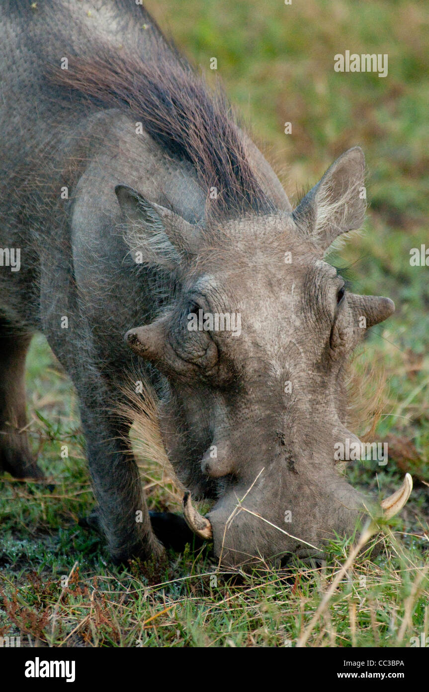 Africa Botswana Tuba Tree Warthog feeding (Phacochoerus africanus ...