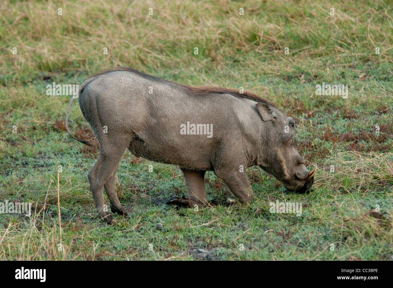 Warthog on knees hi-res stock photography and images - Alamy