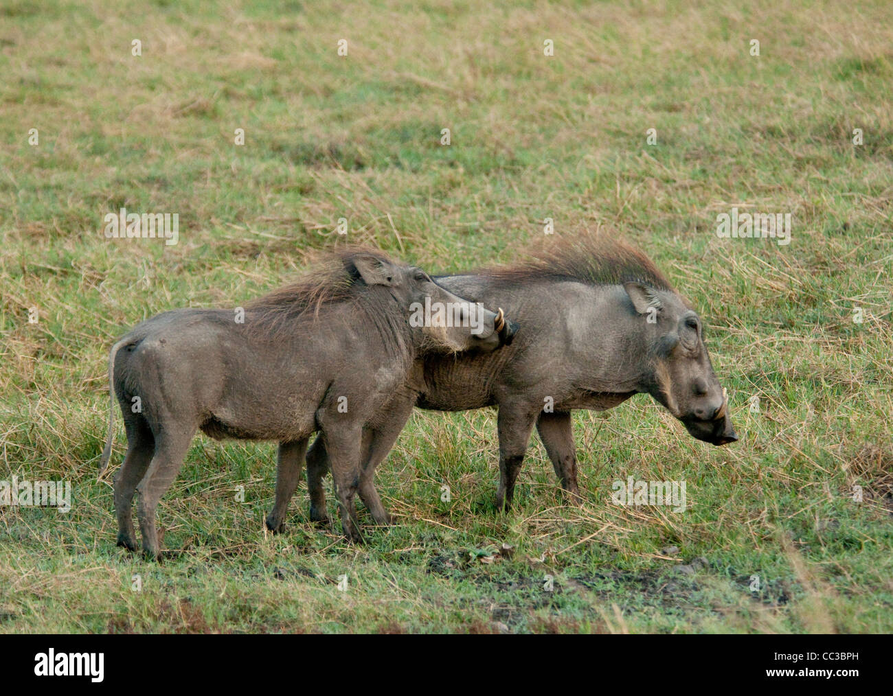 Africa Botswana Tuba Tree-Warthog touching other (Phacochoerus ...