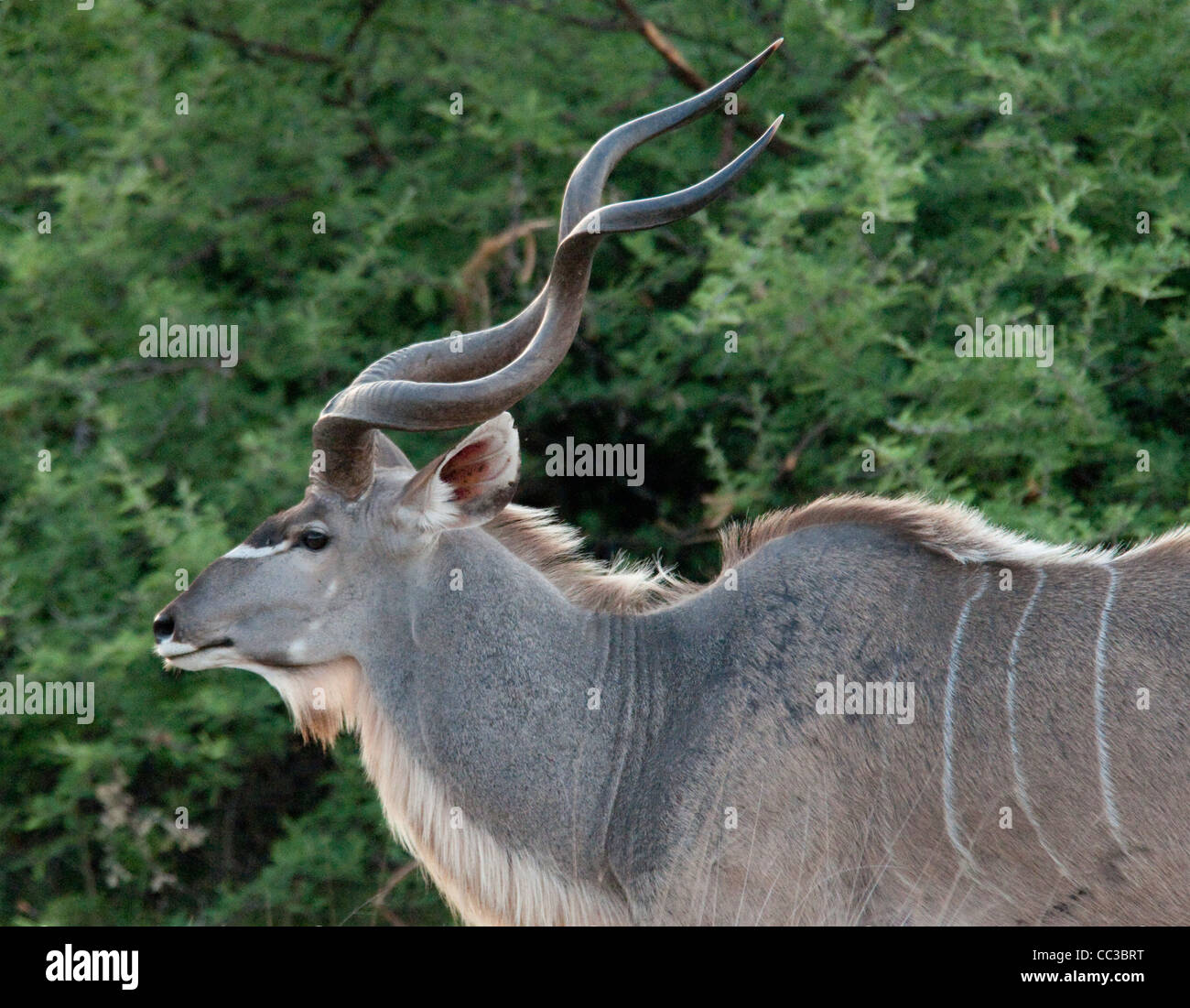 African greater kudu antelope elegant hi-res stock photography and ...