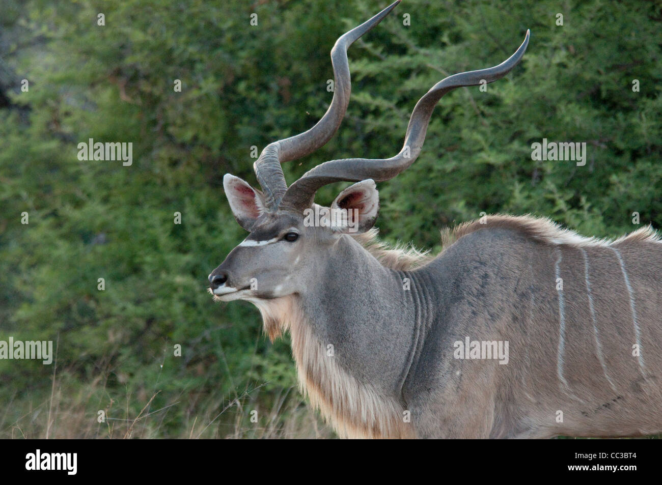 Africa Botswana Tuba Tree-Greater Kudu (Tragelaphus strepsiceros) Close ...