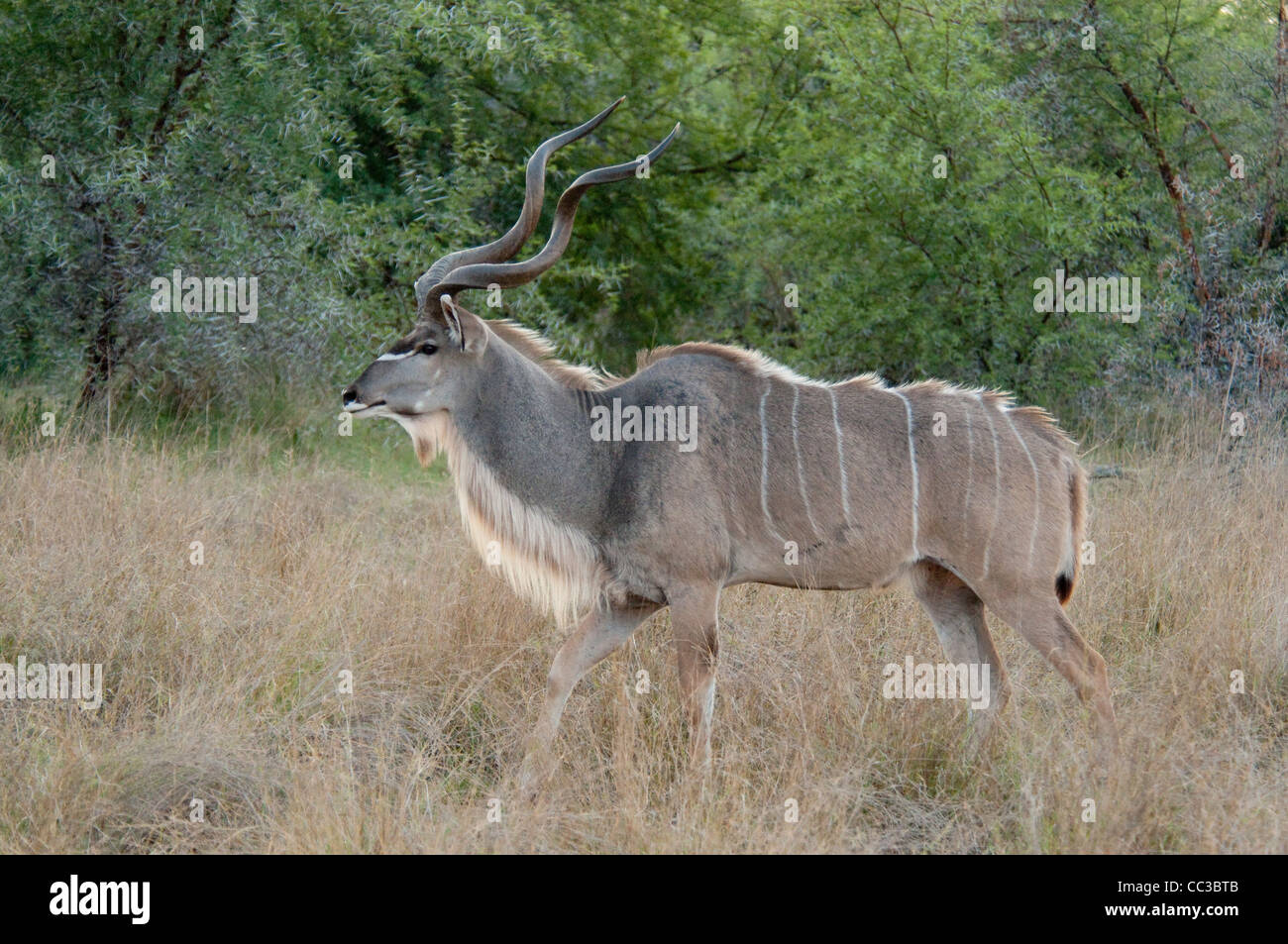 Africa Botswana Tuba Tree-Greater Kudu standing (Tragelaphus ...
