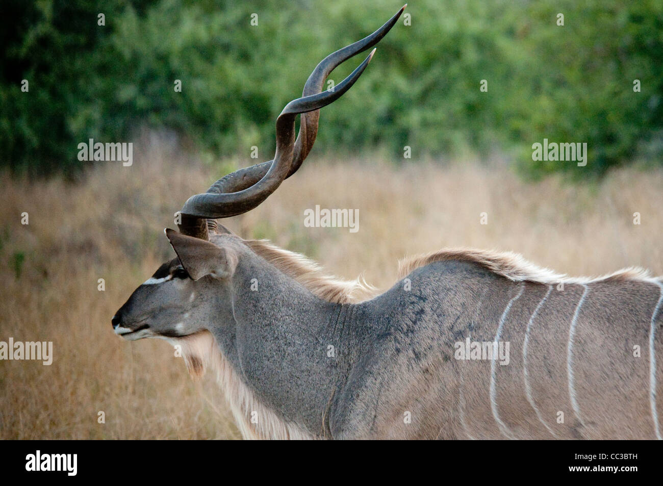 Africa Botswana Tuba Tree-Greater Kudu (Tragelaphus strepsiceros) Close ...