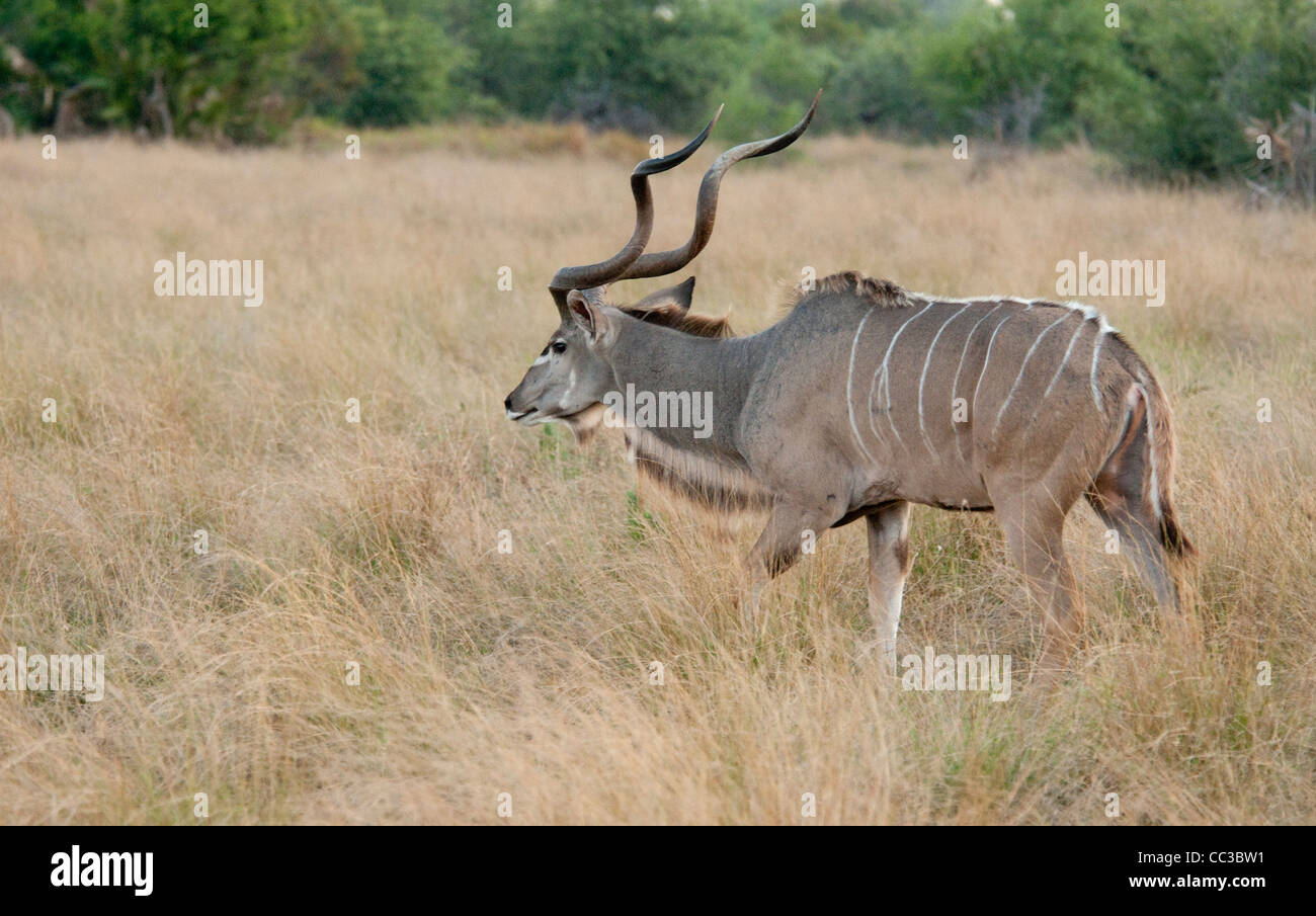 Africa Botswana Tuba Tree-Greater Kudu walking (Tragelaphus ...