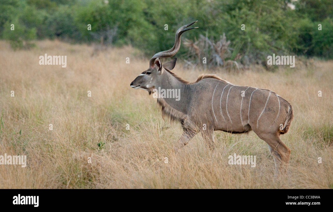 Africa Botswana Tuba Tree-Greater Kudu walking (Tragelaphus ...