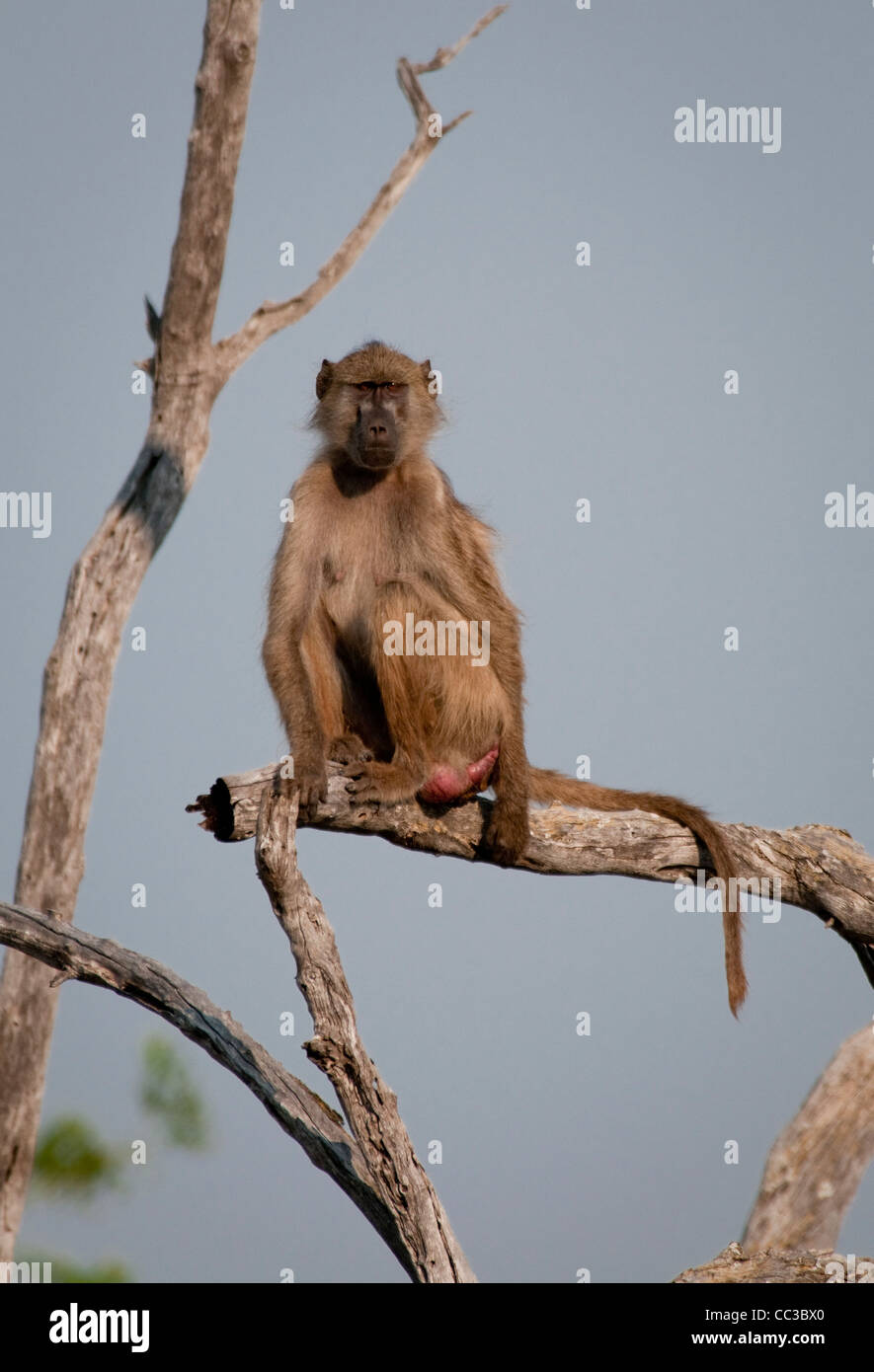 Baboon tree hi-res stock photography and images - Alamy