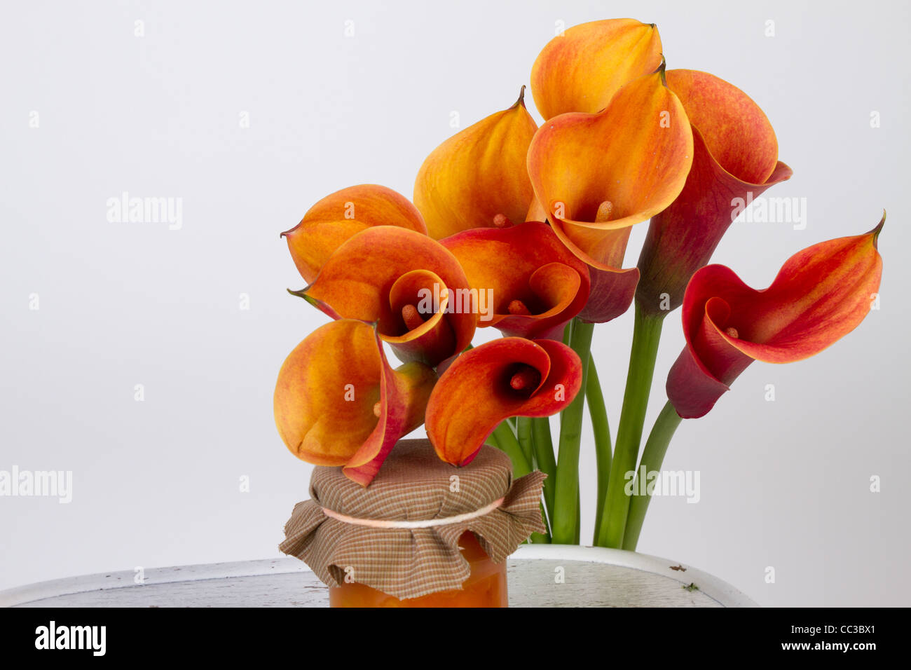 Closeup of orange Calla lily (Zantedeschia) over white background Stock ...