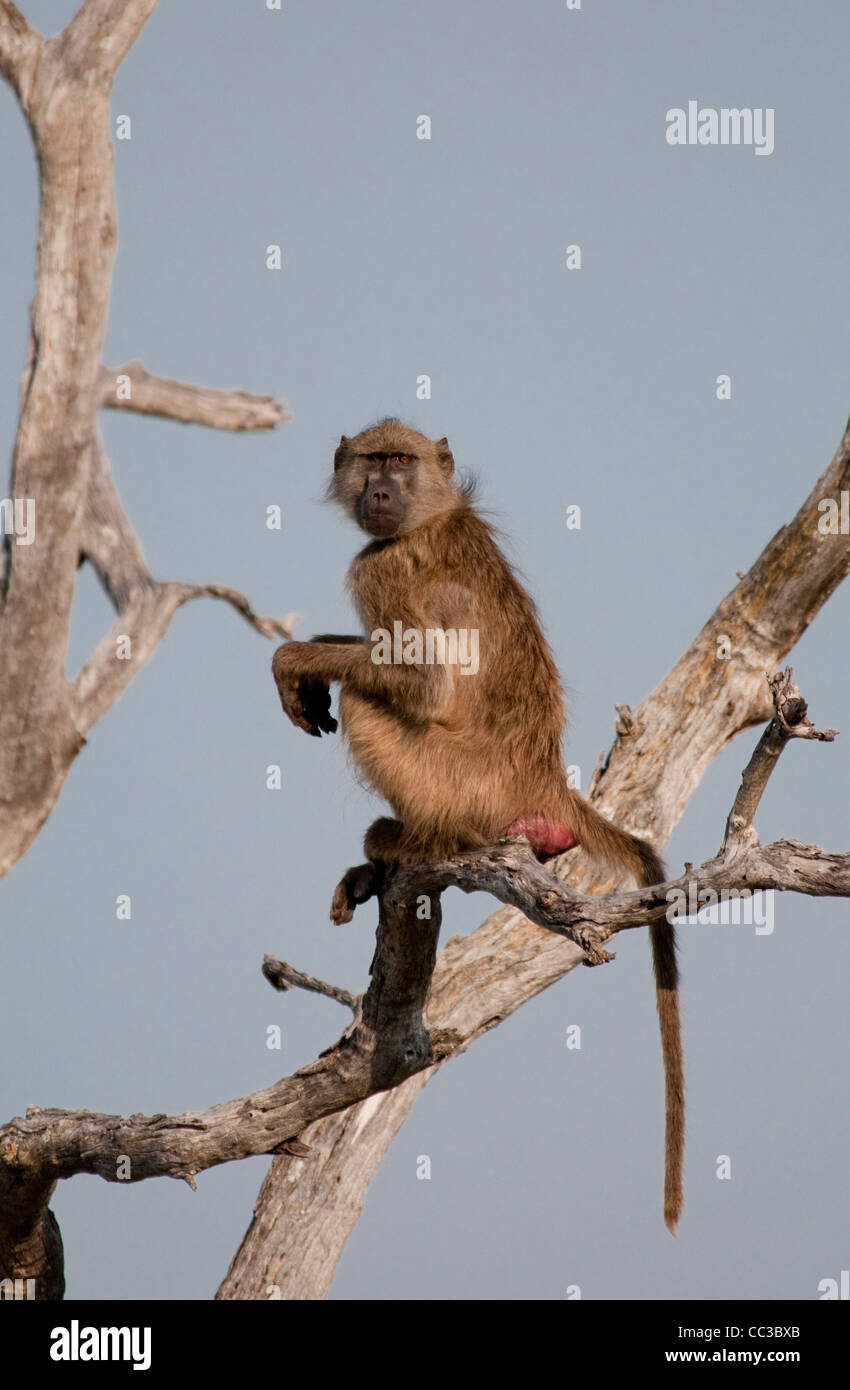 Africa Botswana Tuba Tree-Chacma baboon sitting on tree limb (Papio ...