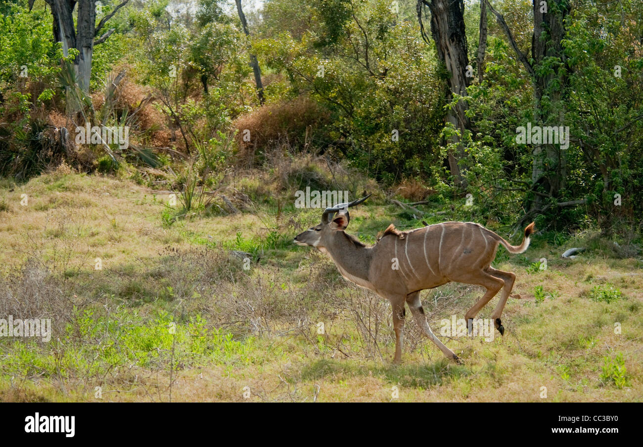 Africa Botswana Tuba Tree-Greater Kudu running (Tragelaphus ...
