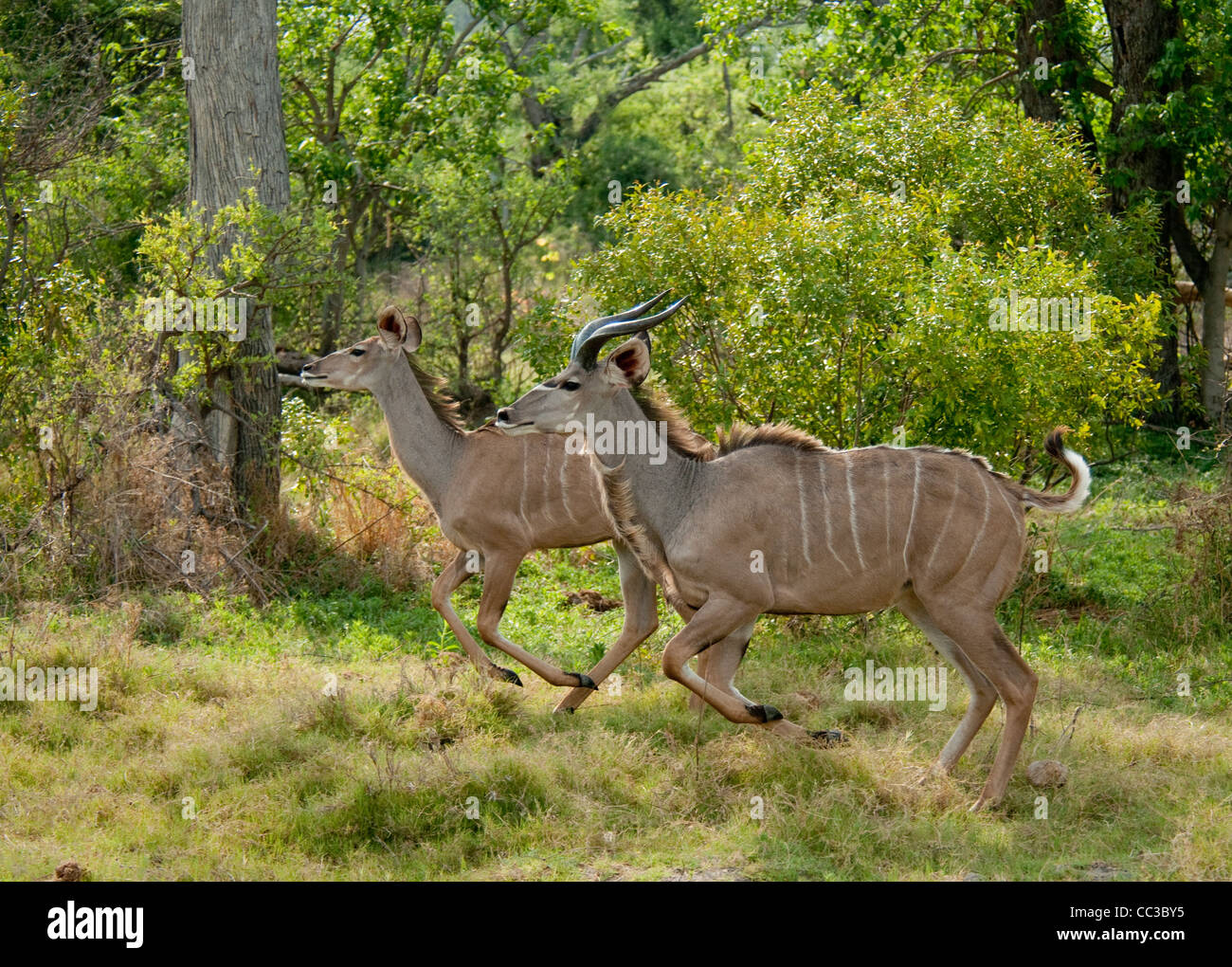 Africa Botswana Tuba Tree-Male and female Greater Kudus running ...
