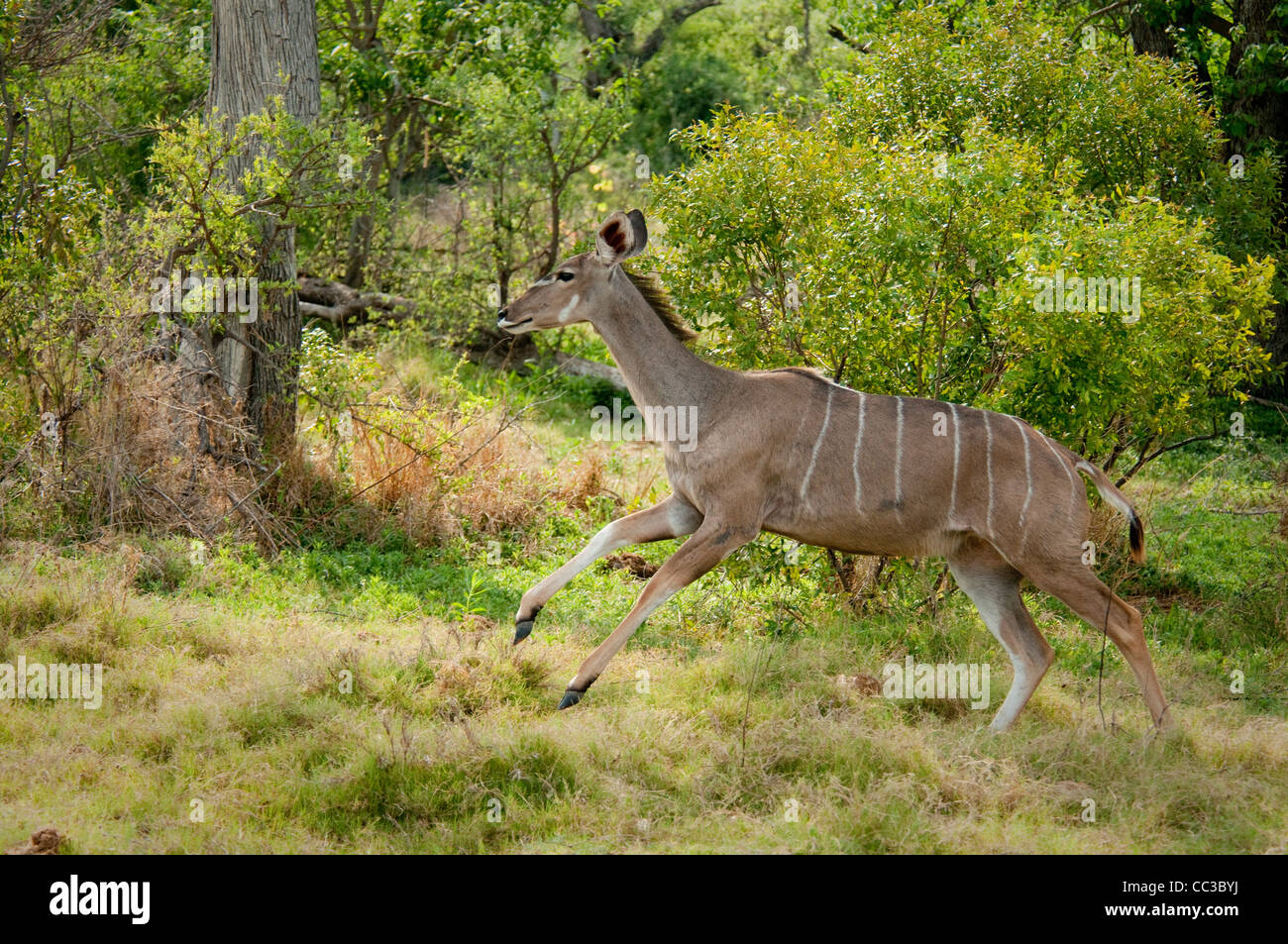 Africa Botswana Tuba Tree-Greater Kudu running (Tragelaphus ...