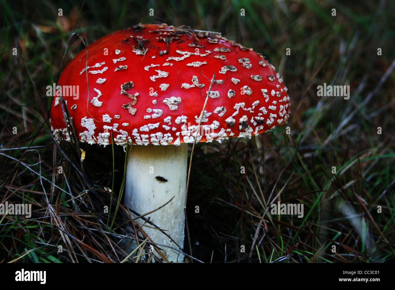 Amanita muscaria spores hi-res stock photography and images - Alamy