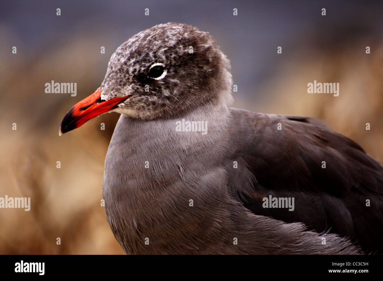 300mm bird photography hi-res stock photography and images - Alamy