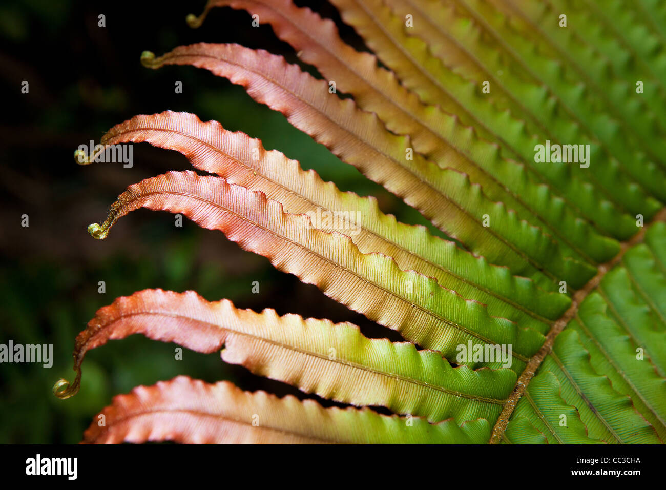 New zealand fern leaf hi-res stock photography and images - Alamy