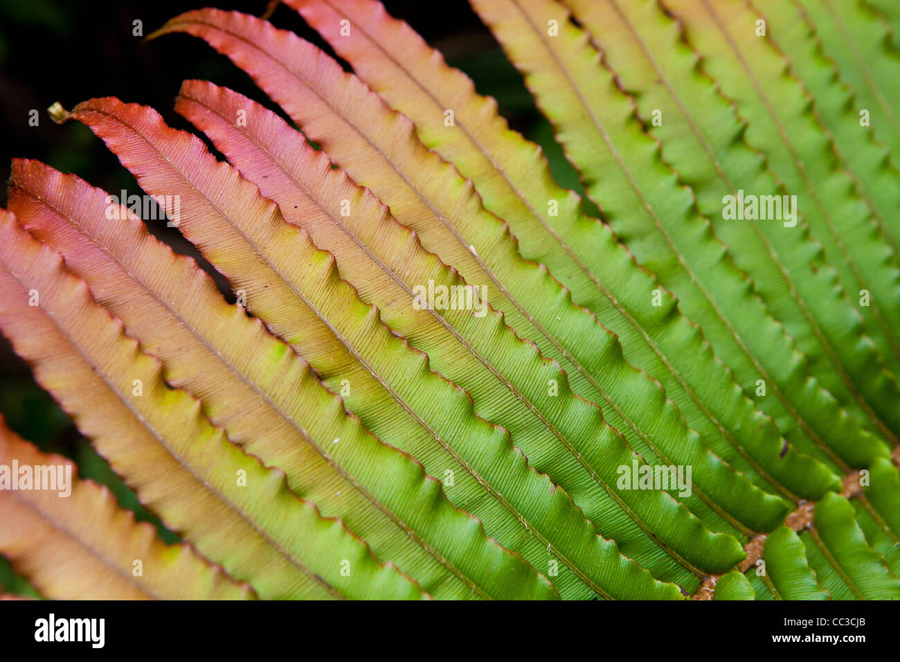 Green and red native New Zealand fern leaf undergrowth bright colored ...