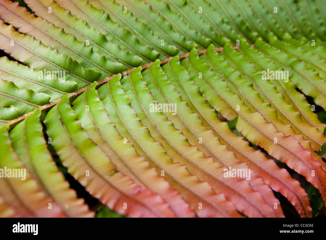 Green and red native New Zealand fern leaf undergrowth bright colored ...