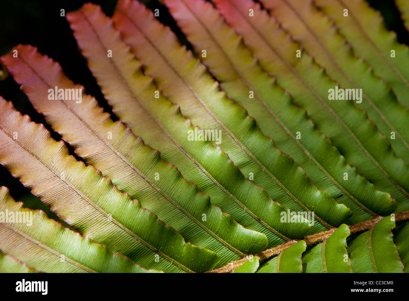 Green and red native New Zealand fern leaf undergrowth bright colored ...