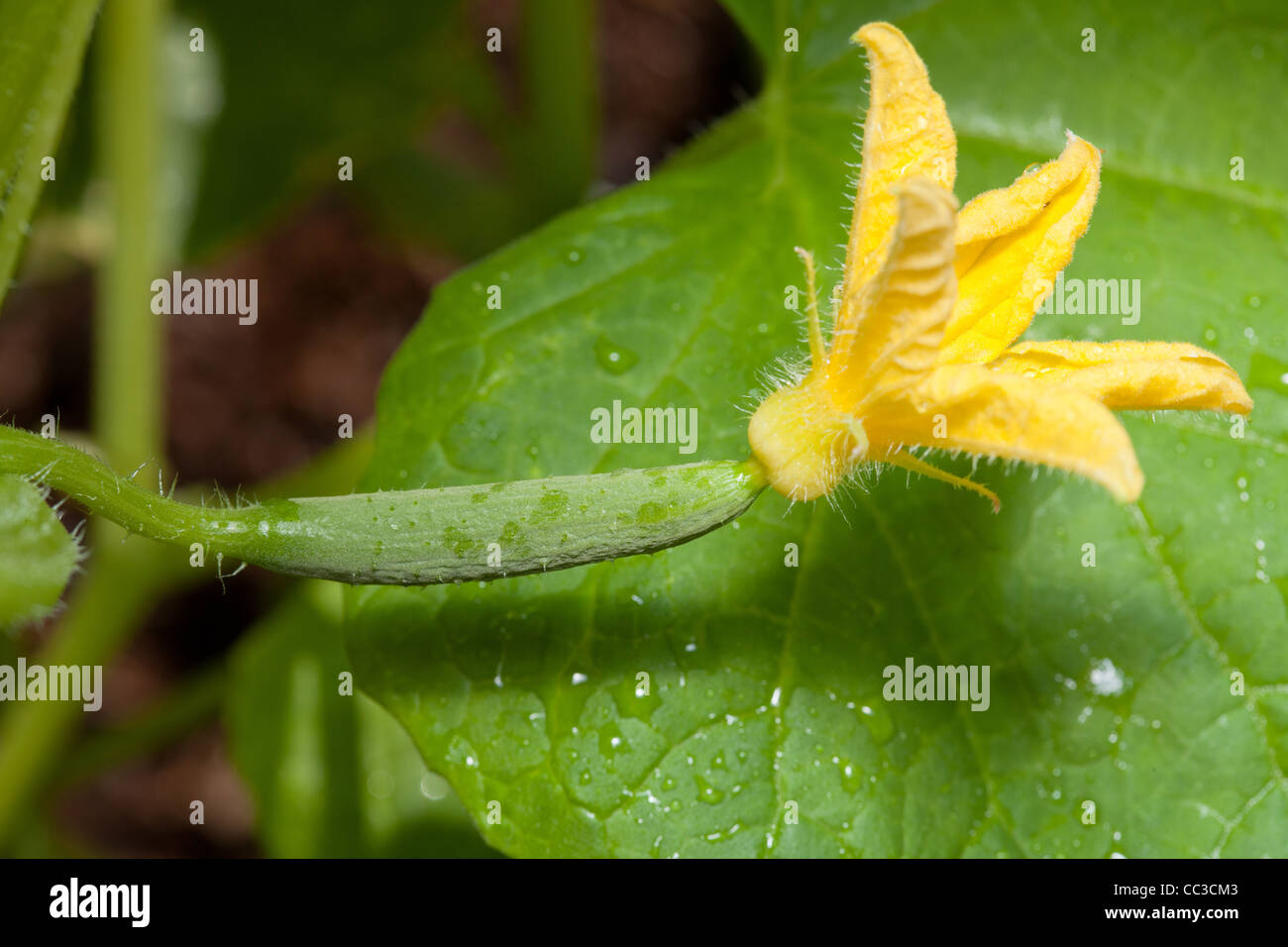A baby cucumber and flower shortly after being watered Stock Photo - Alamy
