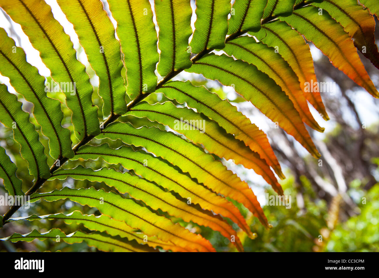 Green and red native New Zealand fern leaf undergrowth bright colored ...