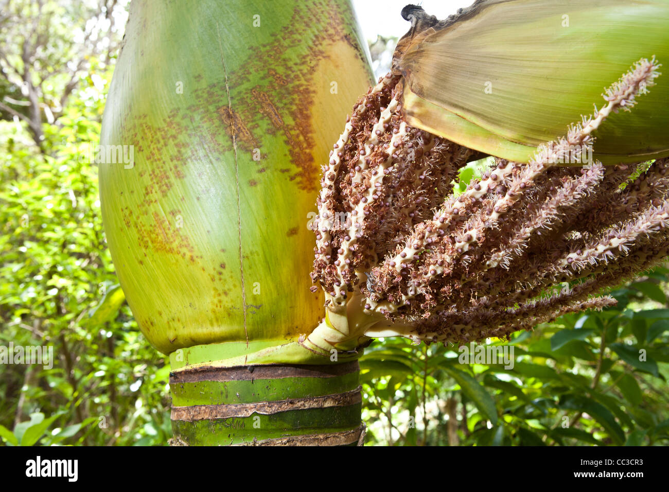 flowering Nikau palms in flower, New Zealand native palm with flowers ...