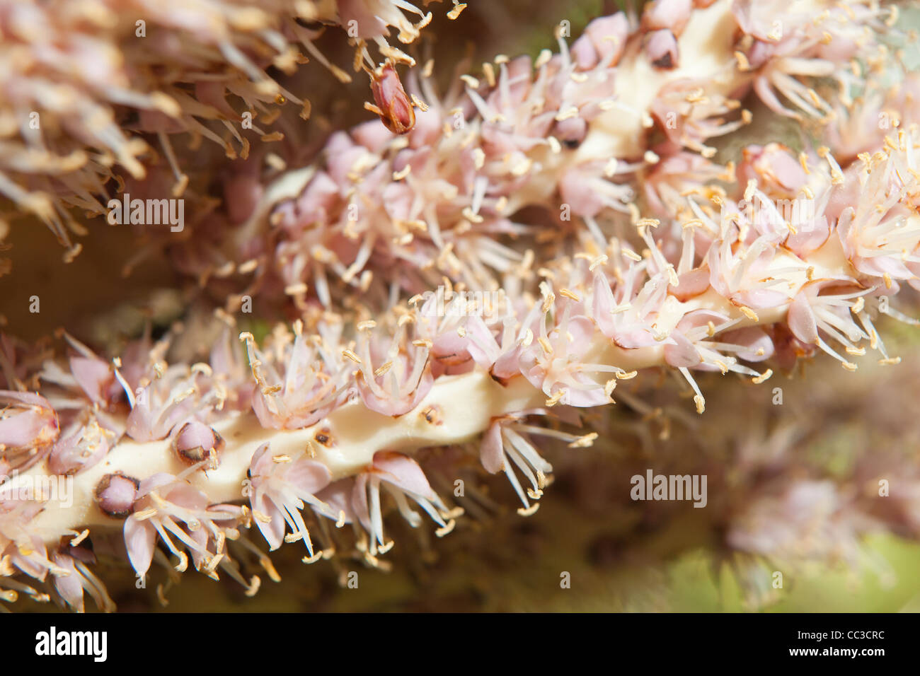 Nikau palms hi-res stock photography and images - Alamy