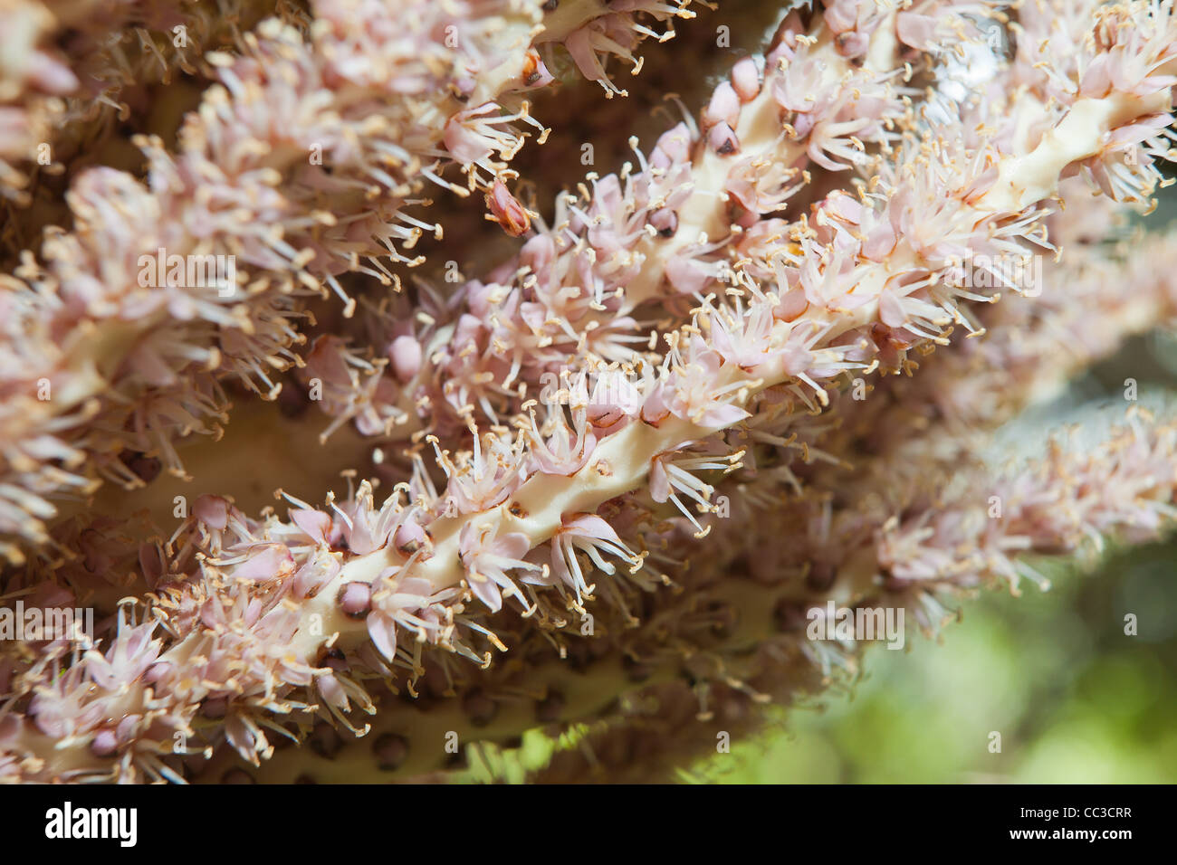 flowering Nikau palms in flower, New Zealand native palm with flowers ...