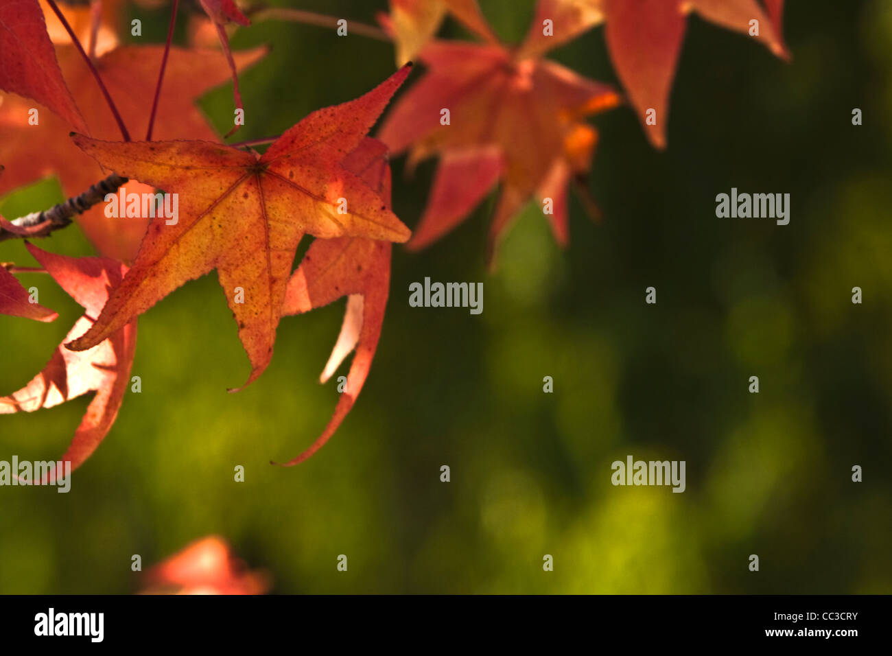 Autumn scene maple tree hi-res stock photography and images - Alamy