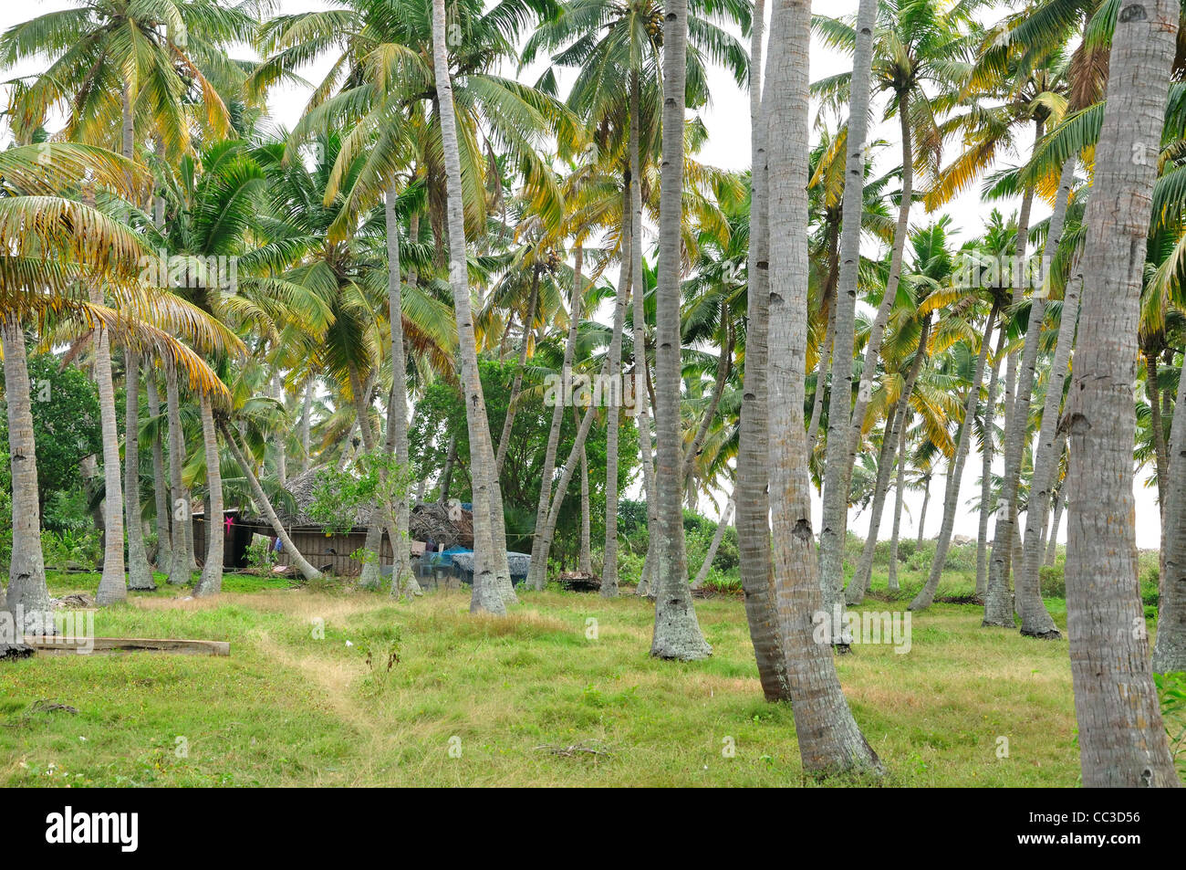 Kerala landscape hi-res stock photography and images - Alamy