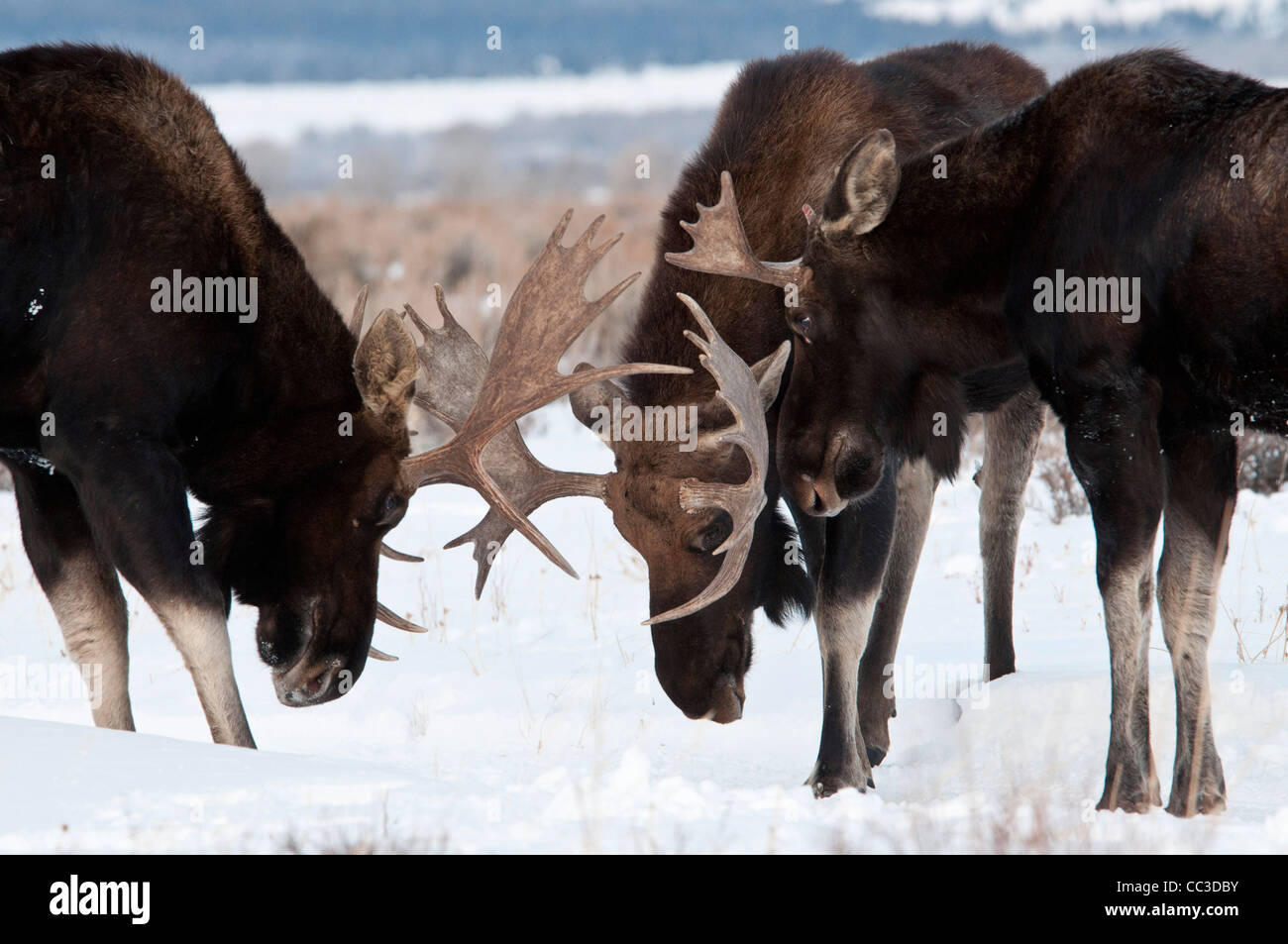 Bull moose fighting hi-res stock photography and images - Alamy