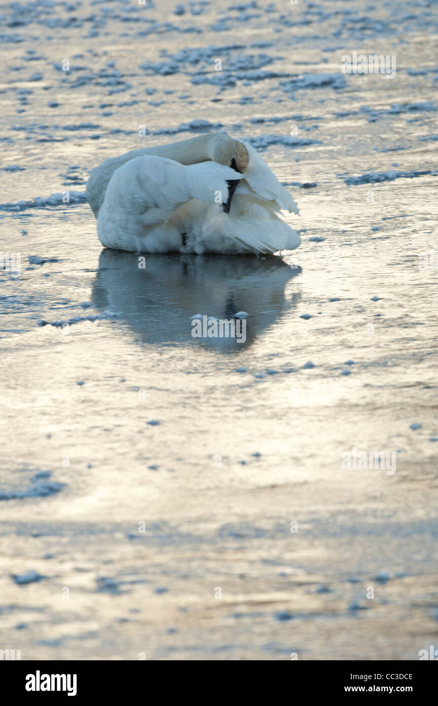 Stock photo of a trumpeter swan sitting on the ice at sunset, while ...
