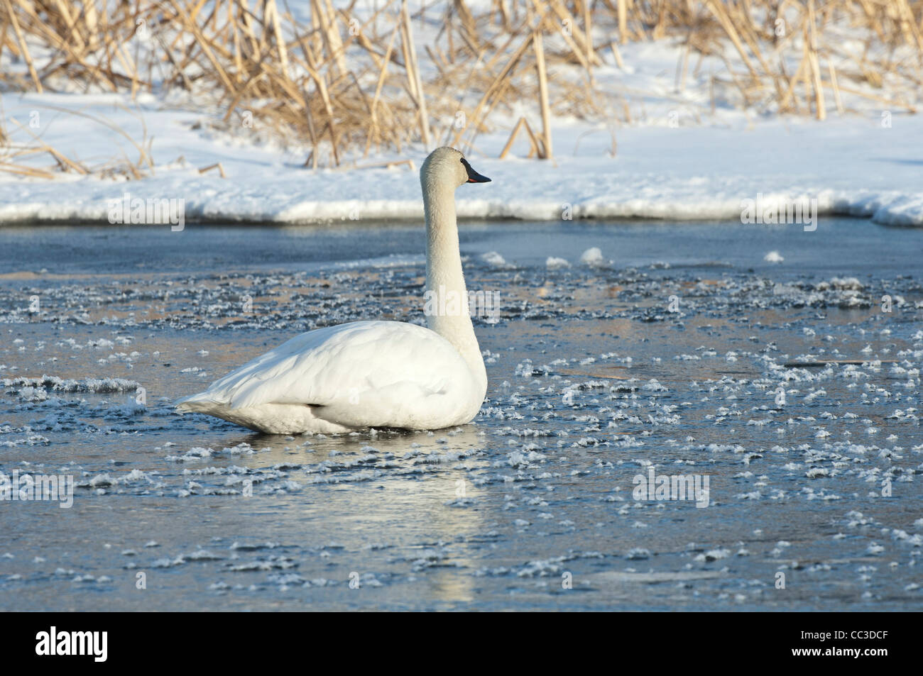 Stock photo of a trumpeter swan sitting on the ice Stock Photo - Alamy