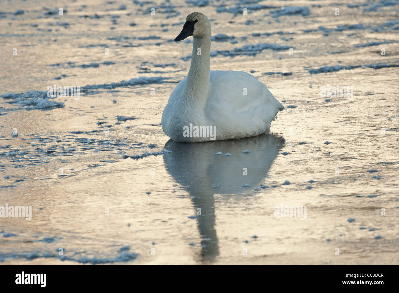 Stock photo of a trumpeter swan sitting on the ice at sunset Stock ...