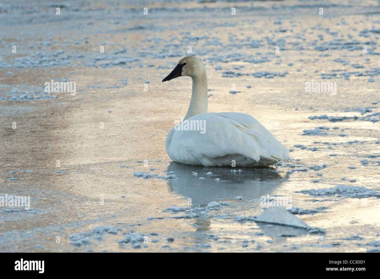 Stock photo of a trumpeter swan sitting on the ice at sunset Stock ...