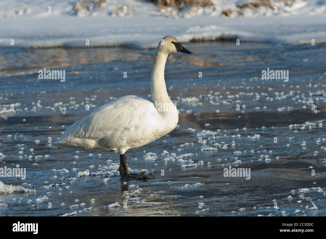 Stock photo of a trumpeter swan standing on ice Stock Photo - Alamy