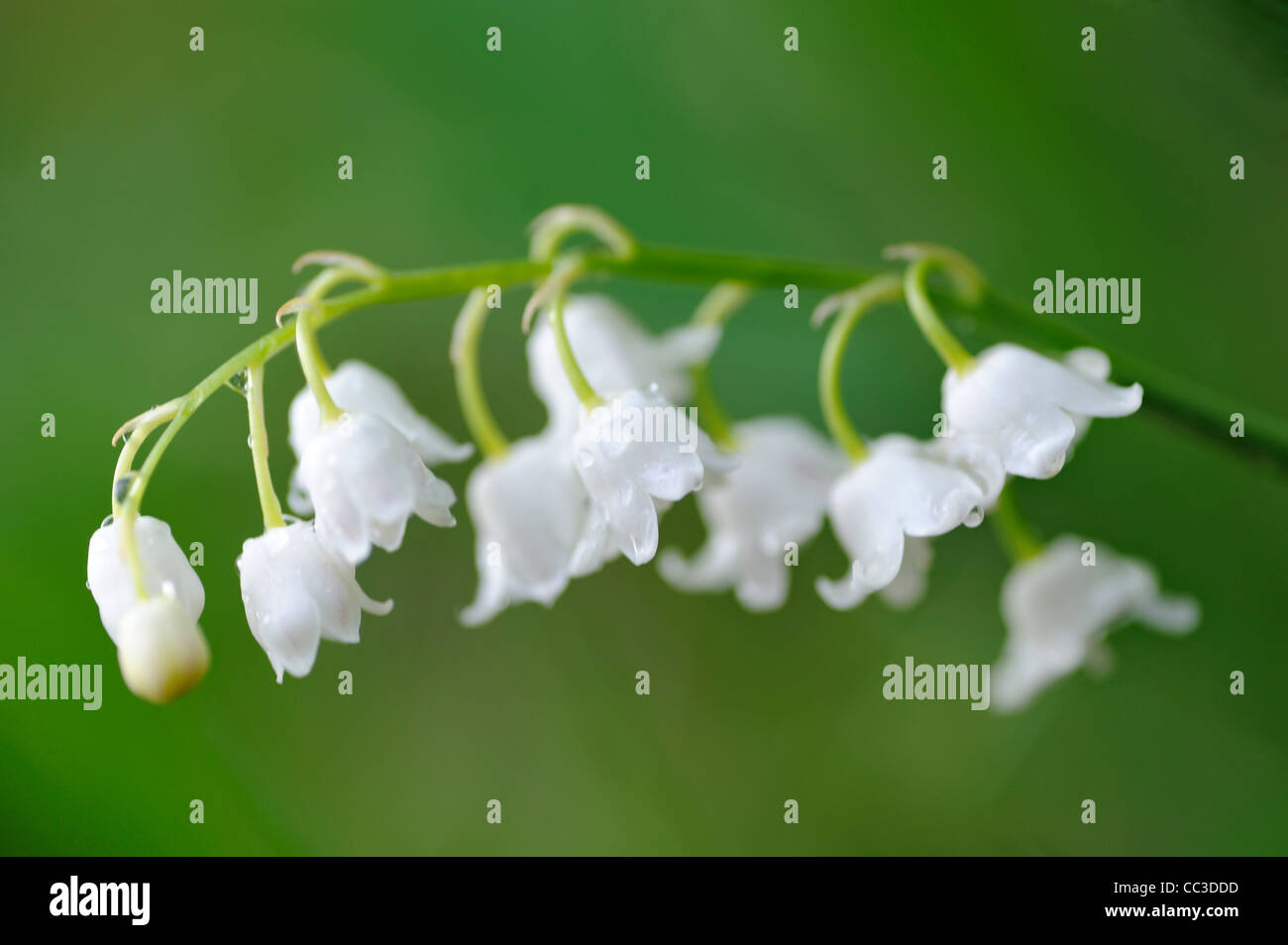 Dew covered lily of the valley flowers, Poland Stock Photo - Alamy