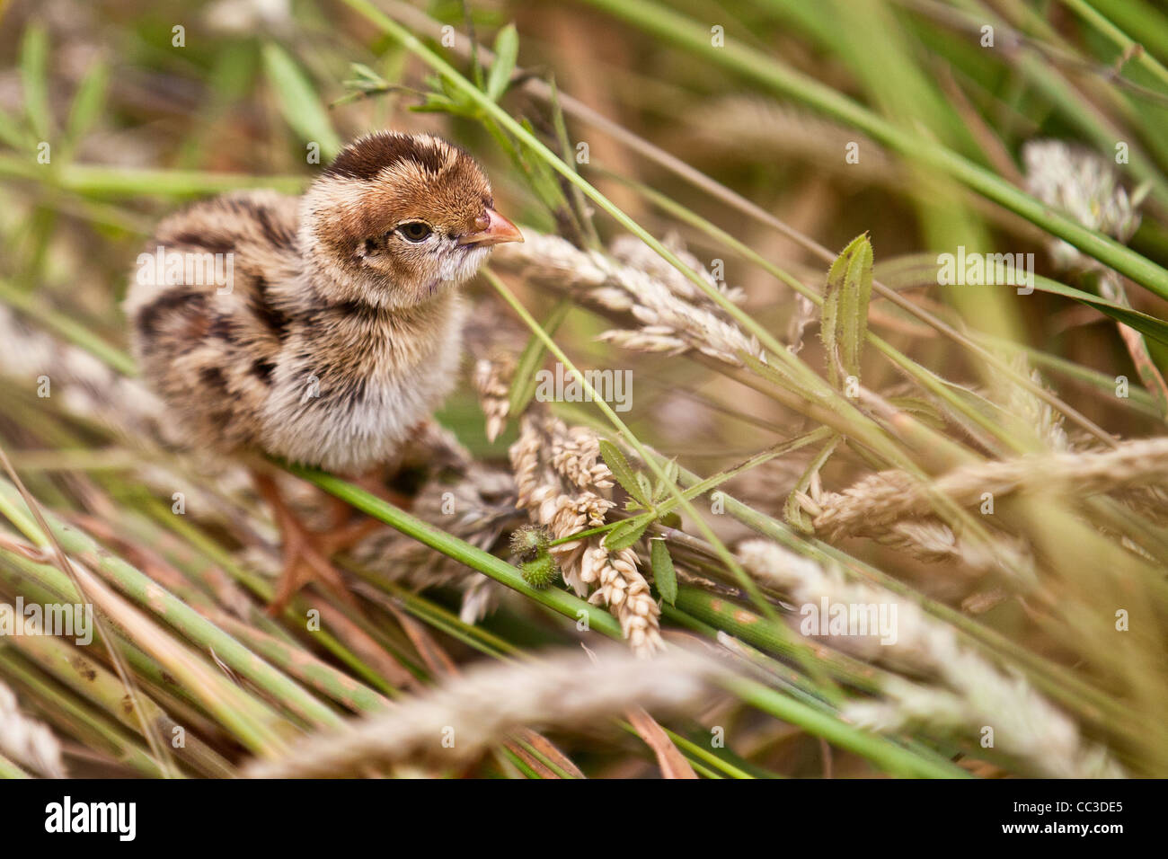Quail island new zealand hi-res stock photography and images - Alamy