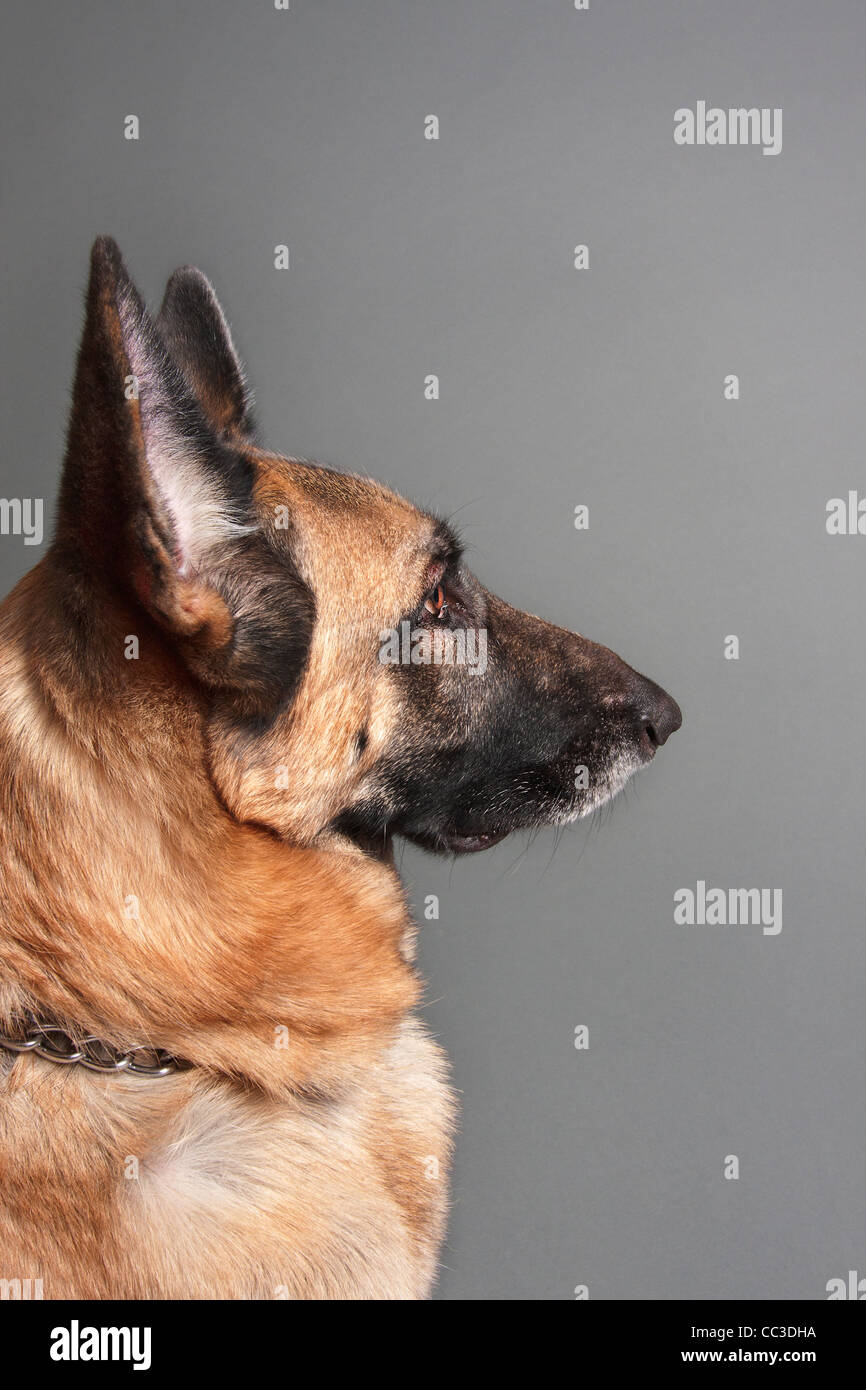 Side profile german shepherd dog hi-res stock photography and images ...