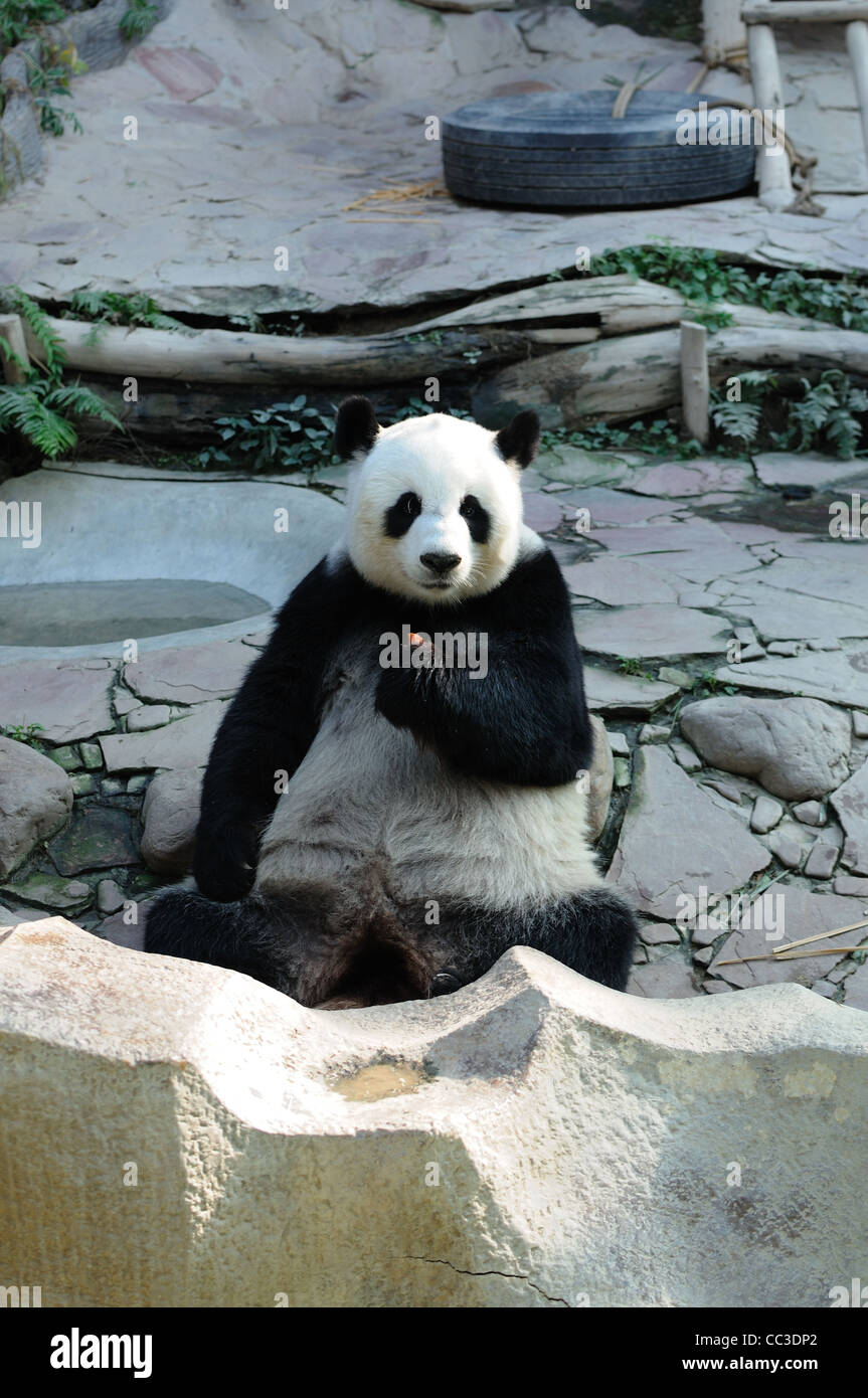 Cute giant panda color hi-res stock photography and images - Alamy