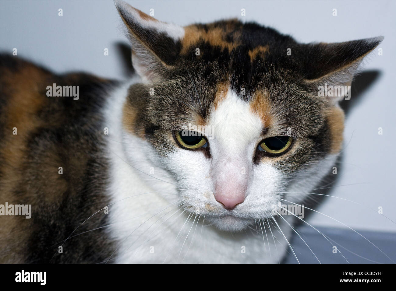 Angry Calico Cat Stock Photo - Alamy