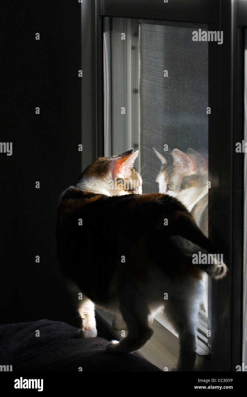 Calico Cat looking out of window with reflection Stock Photo - Alamy