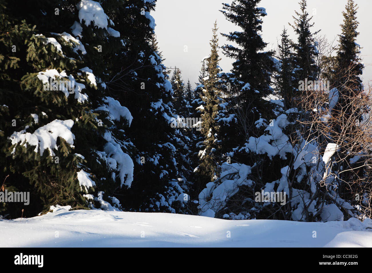 Pine trees in winter mountains Stock Photo - Alamy