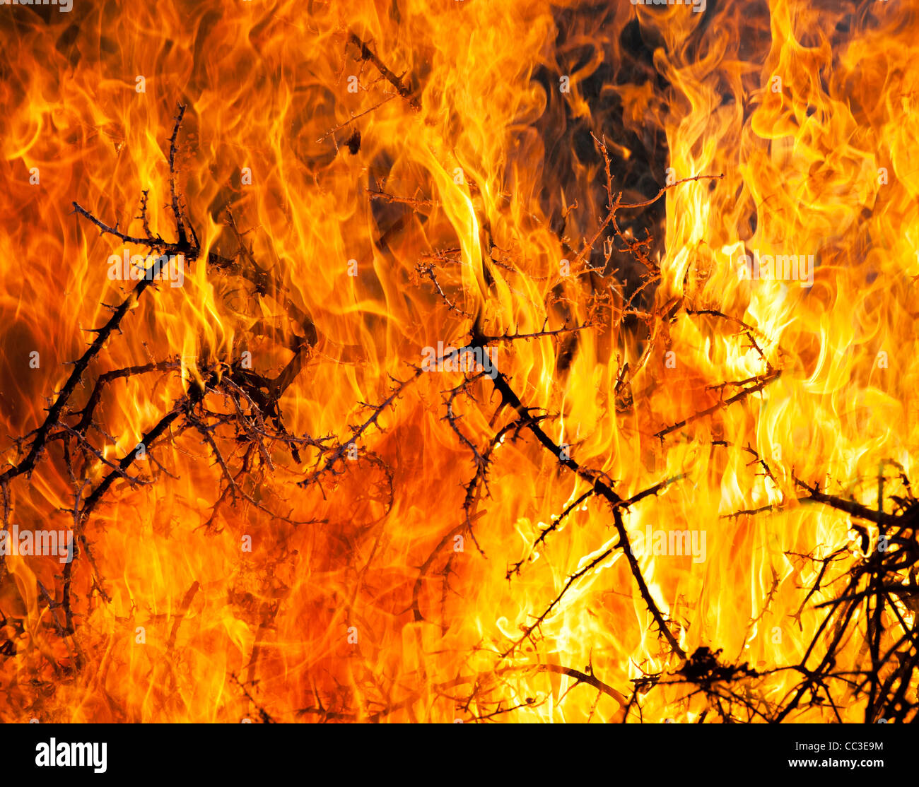 Thorn scrub hi-res stock photography and images - Alamy