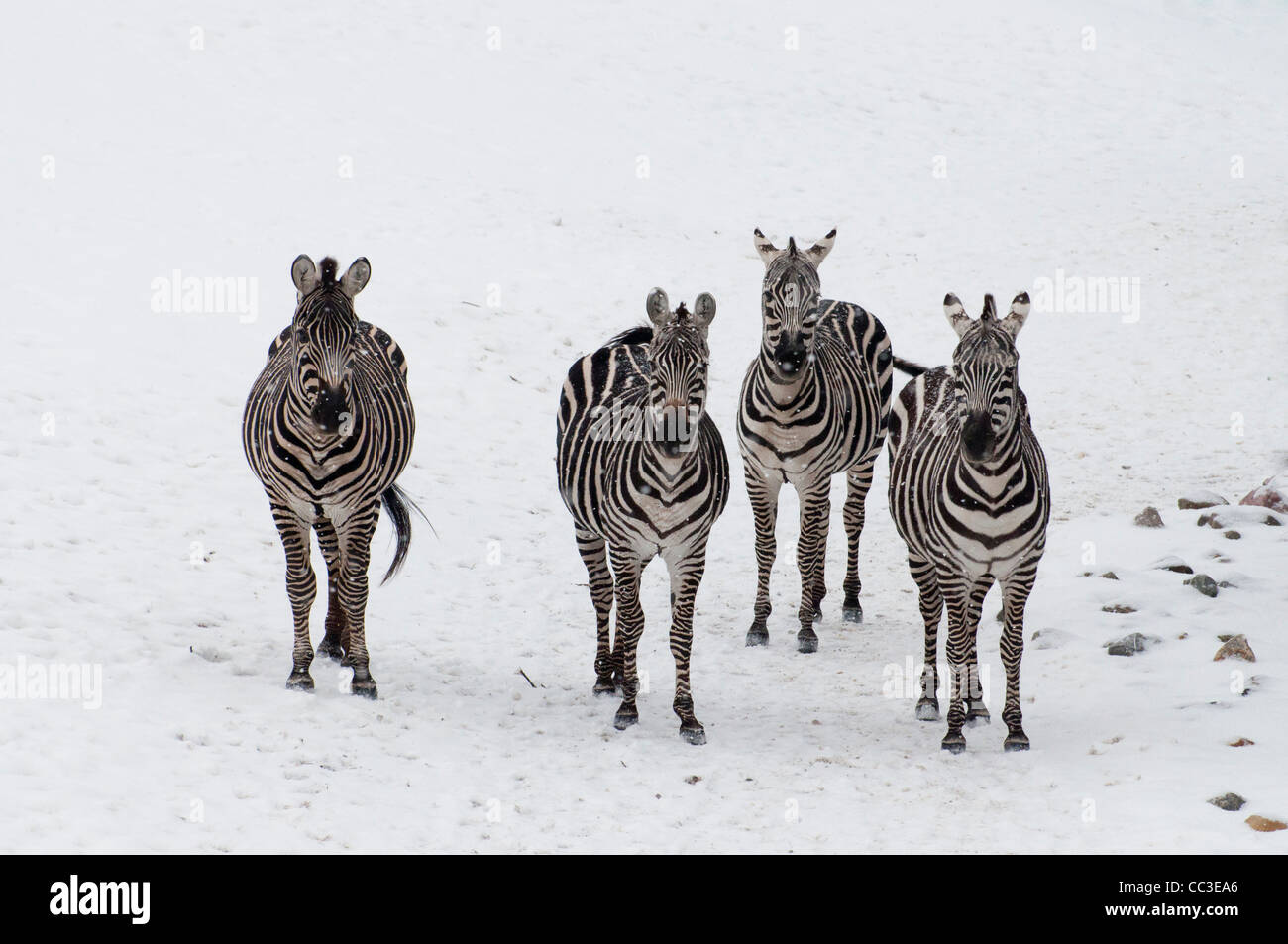 Four Zebras in a snow storm Stock Photo - Alamy