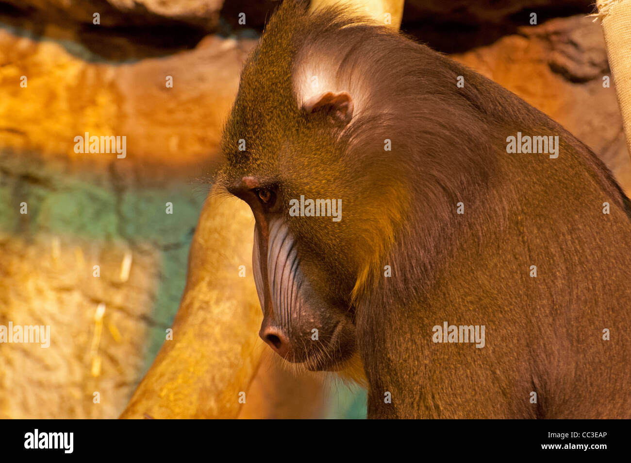 A single Mandrill Stock Photo - Alamy