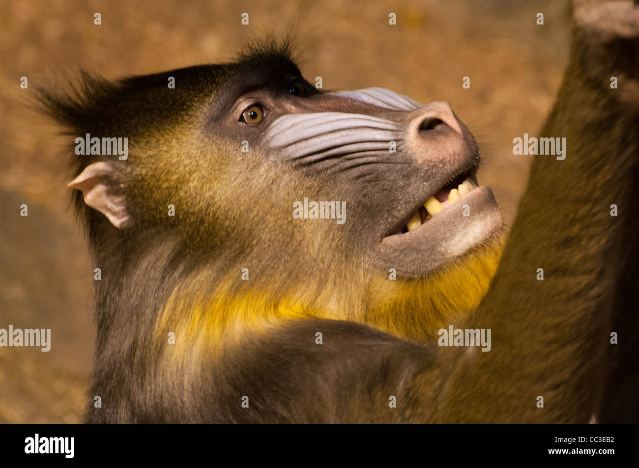 Mandrill zoo hi-res stock photography and images - Alamy