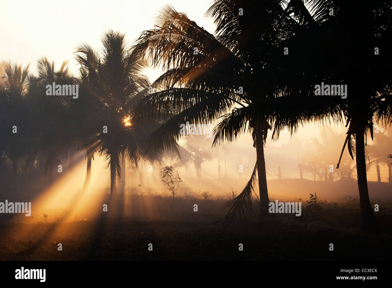 Smoke and palm trees silhouette in the indian countryside in the early ...